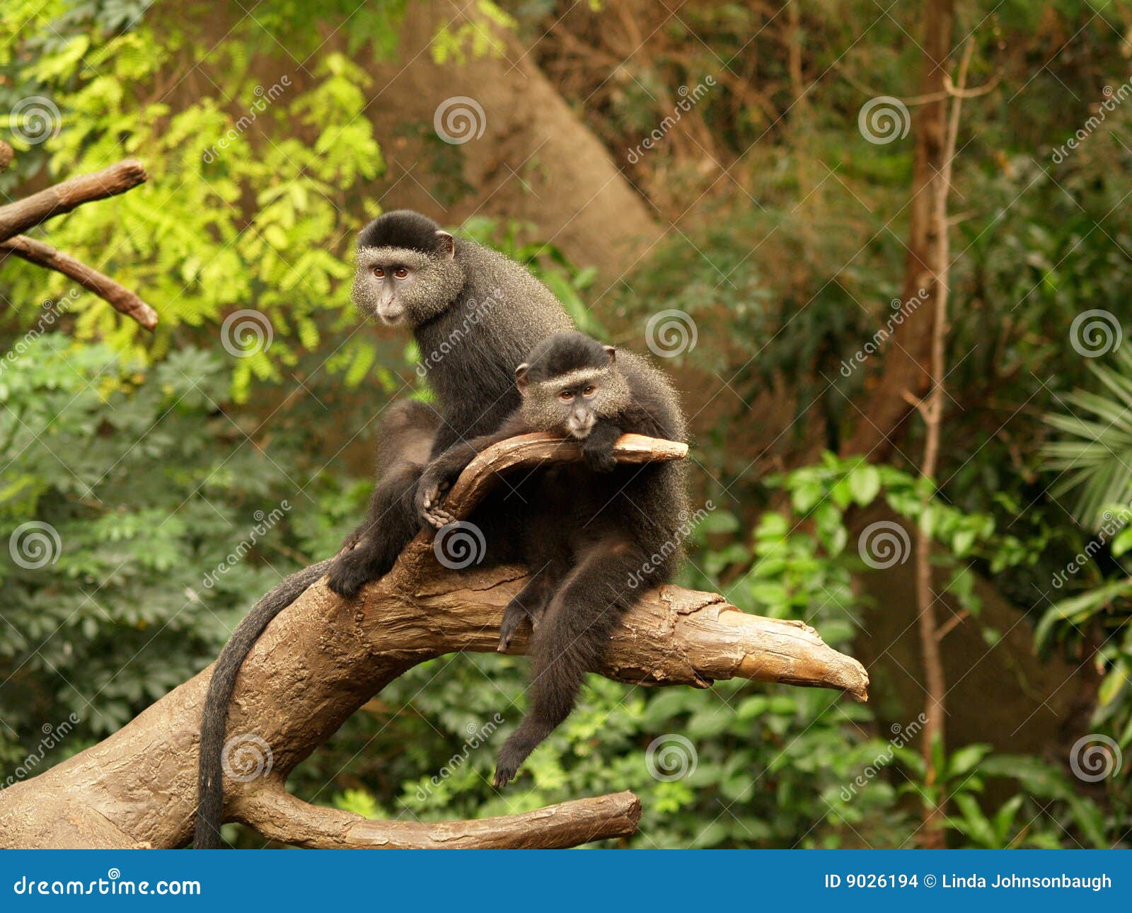 Pair of Monkeys stock photo. Image of tree, africa, relaxing - 9026194