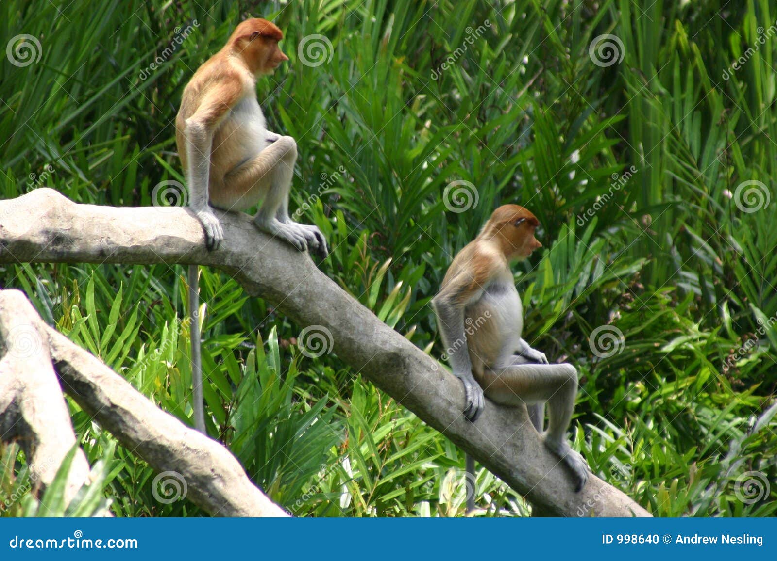 Pair of monkeys stock photo. Image of proboscis, pair, jungle - 998640