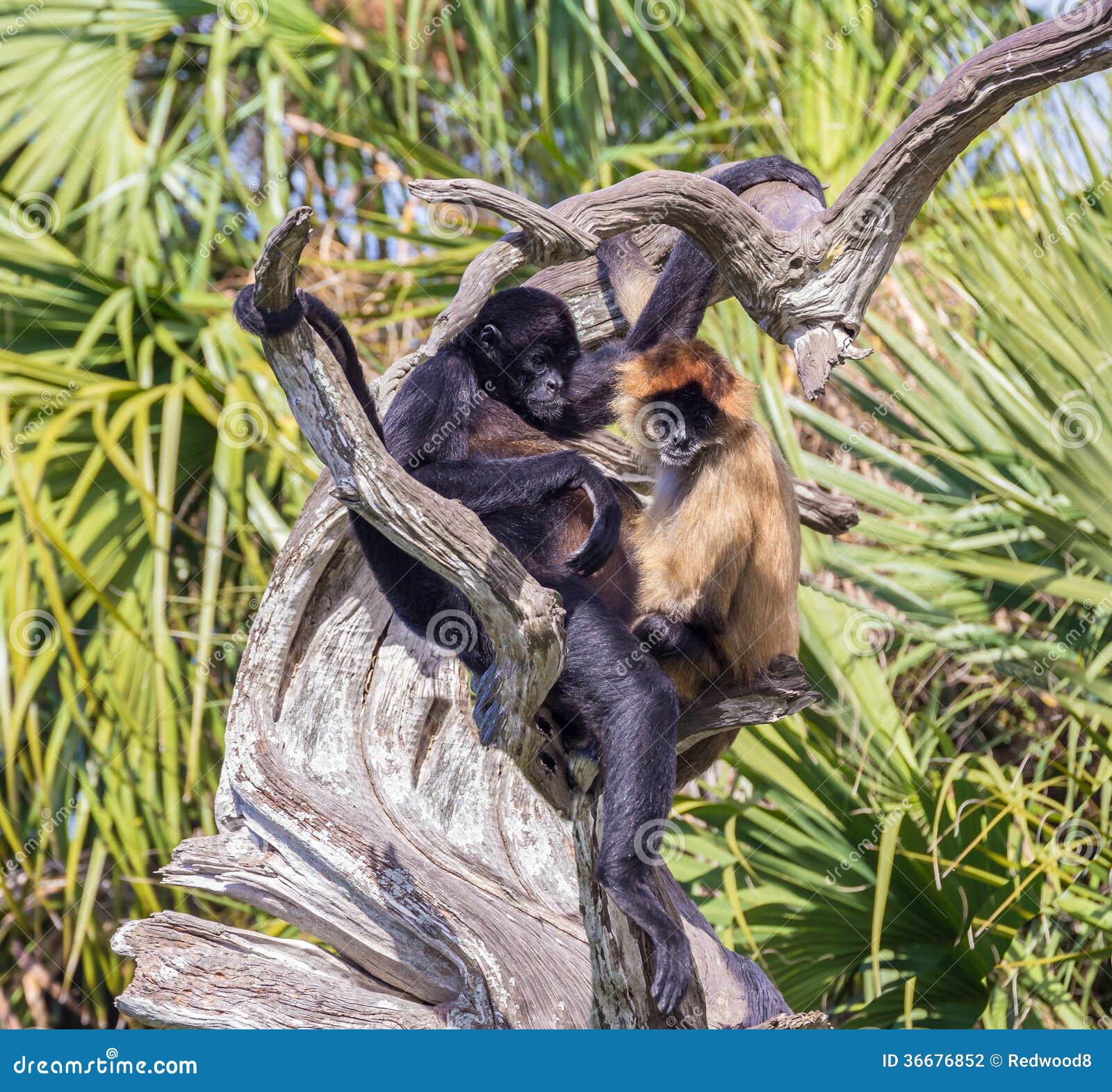 Pair of Monkeys in Driftwood Stock Photo - Image of dark, hand: 36676852