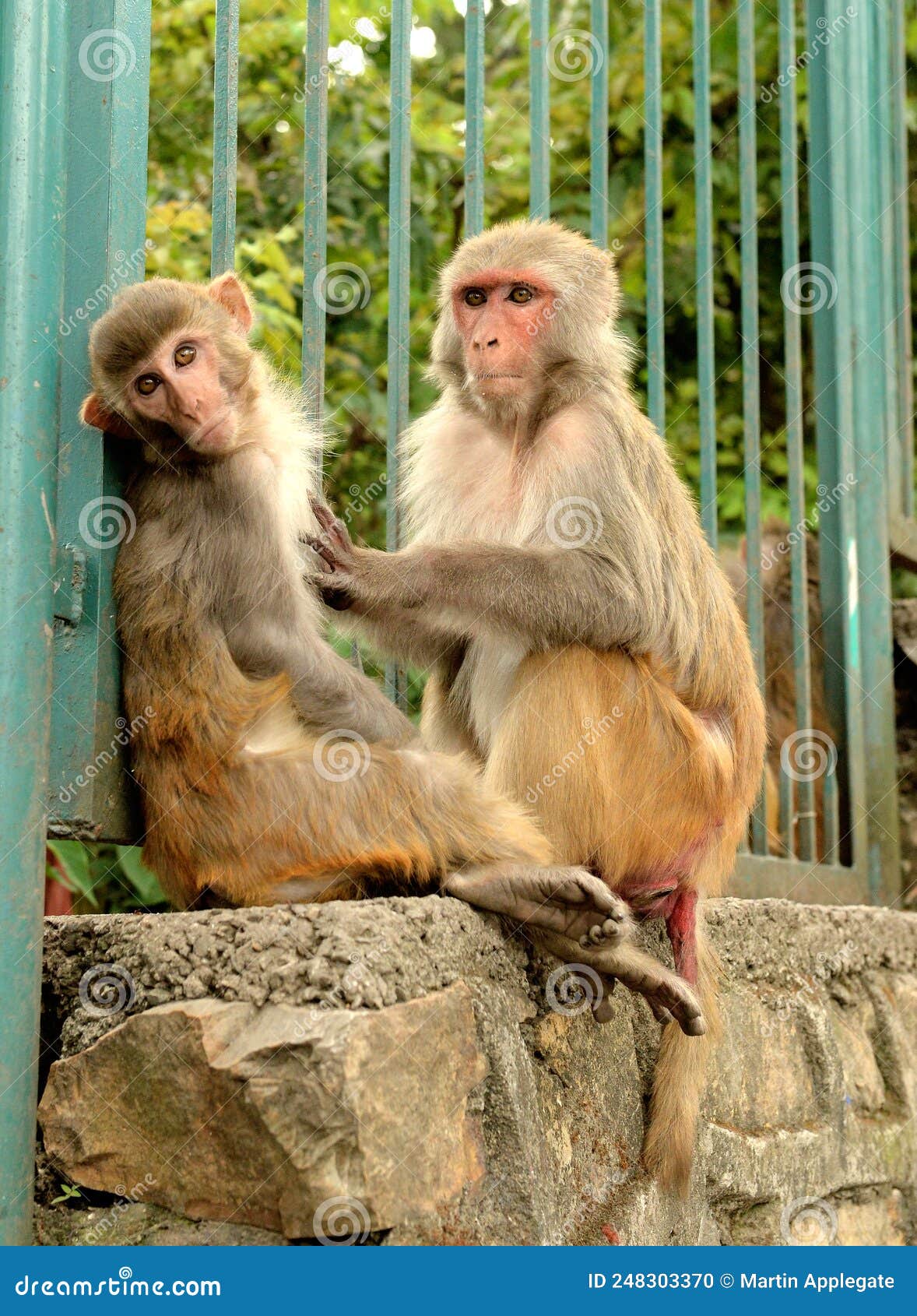 Pair of Monkeys at Monkey Temple Stock Photo - Image of wildlife, brown ...