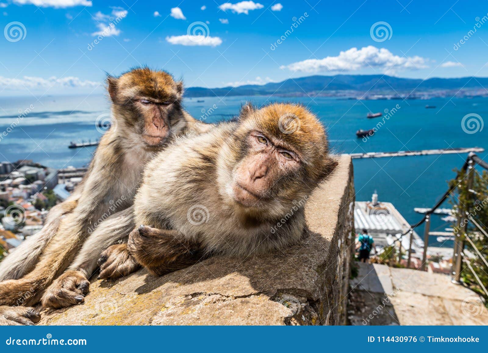 A Pair of Monkeys Preening. Stock Photo - Image of animal, linea: 114430976