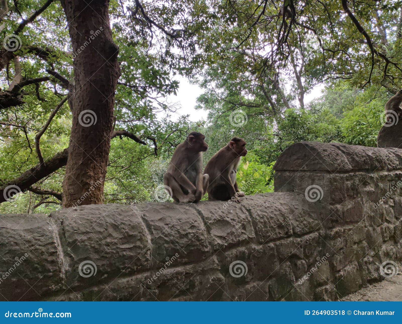 Pair of Monkeys on a Side Wall of the Steps Stock Photo - Image of ...