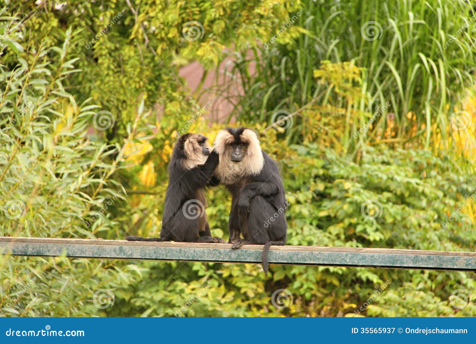 Pair of monkeys stock image. Image of sitting, green - 35565937