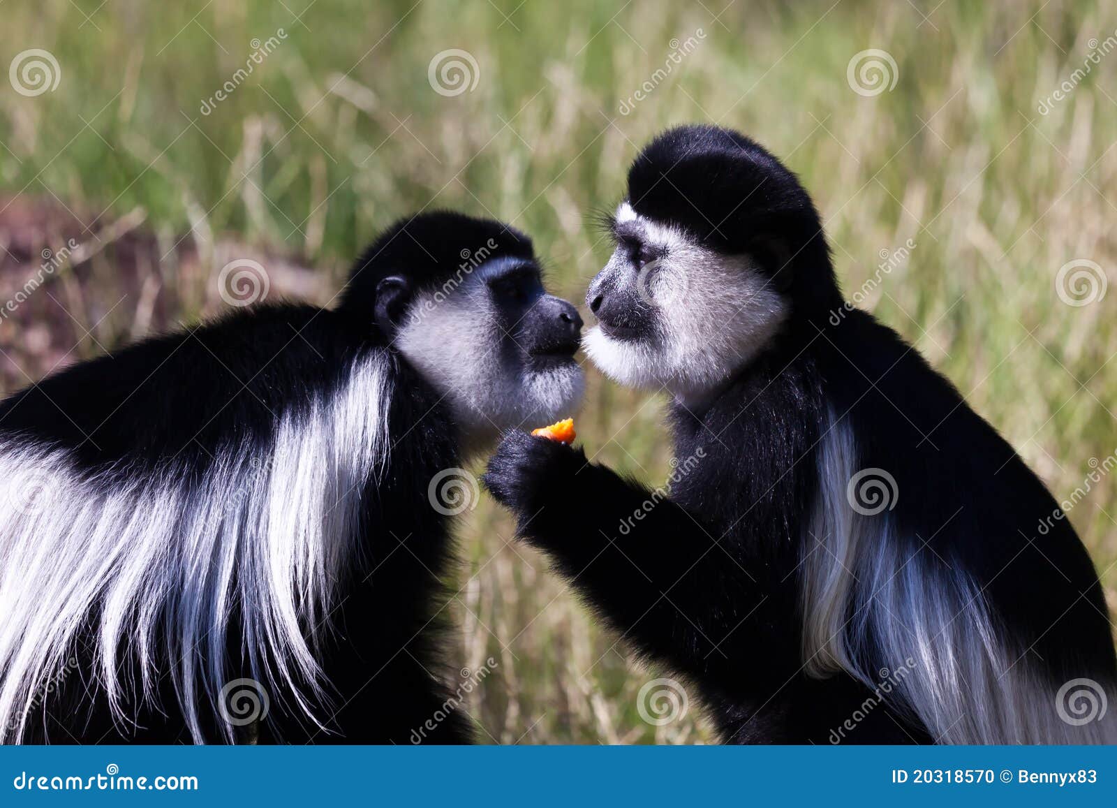 Pair of monkeys at zoo stock photo. Image of green, smaller - 20318570