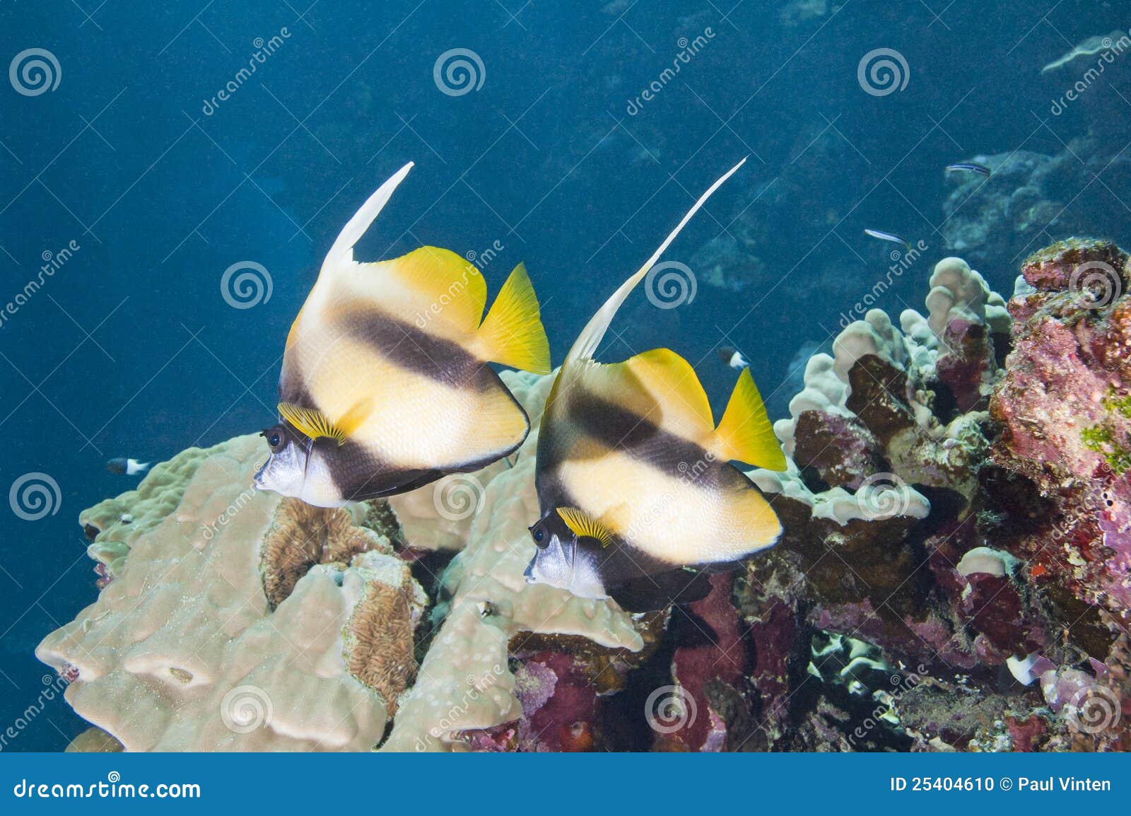 Pair of Moorish Idols on a Reef Stock Photo - Image of underwater ...