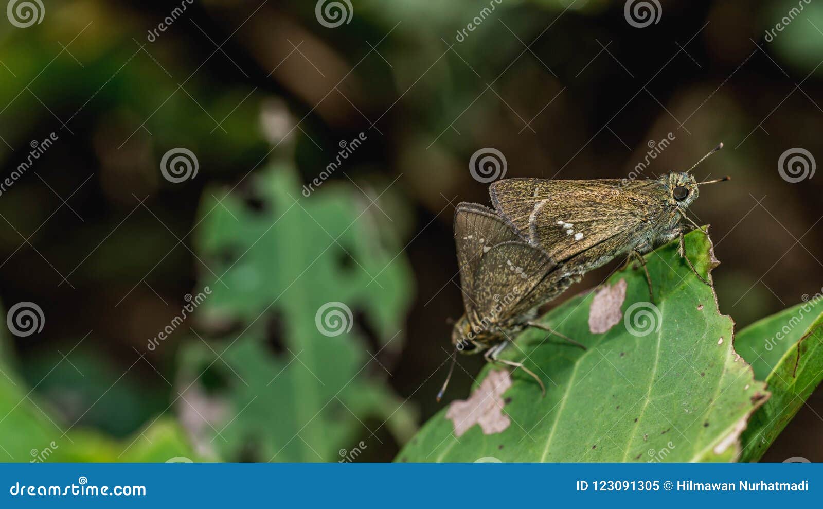 Pair of moth mating stock image. Image of insect, mating - 123091305