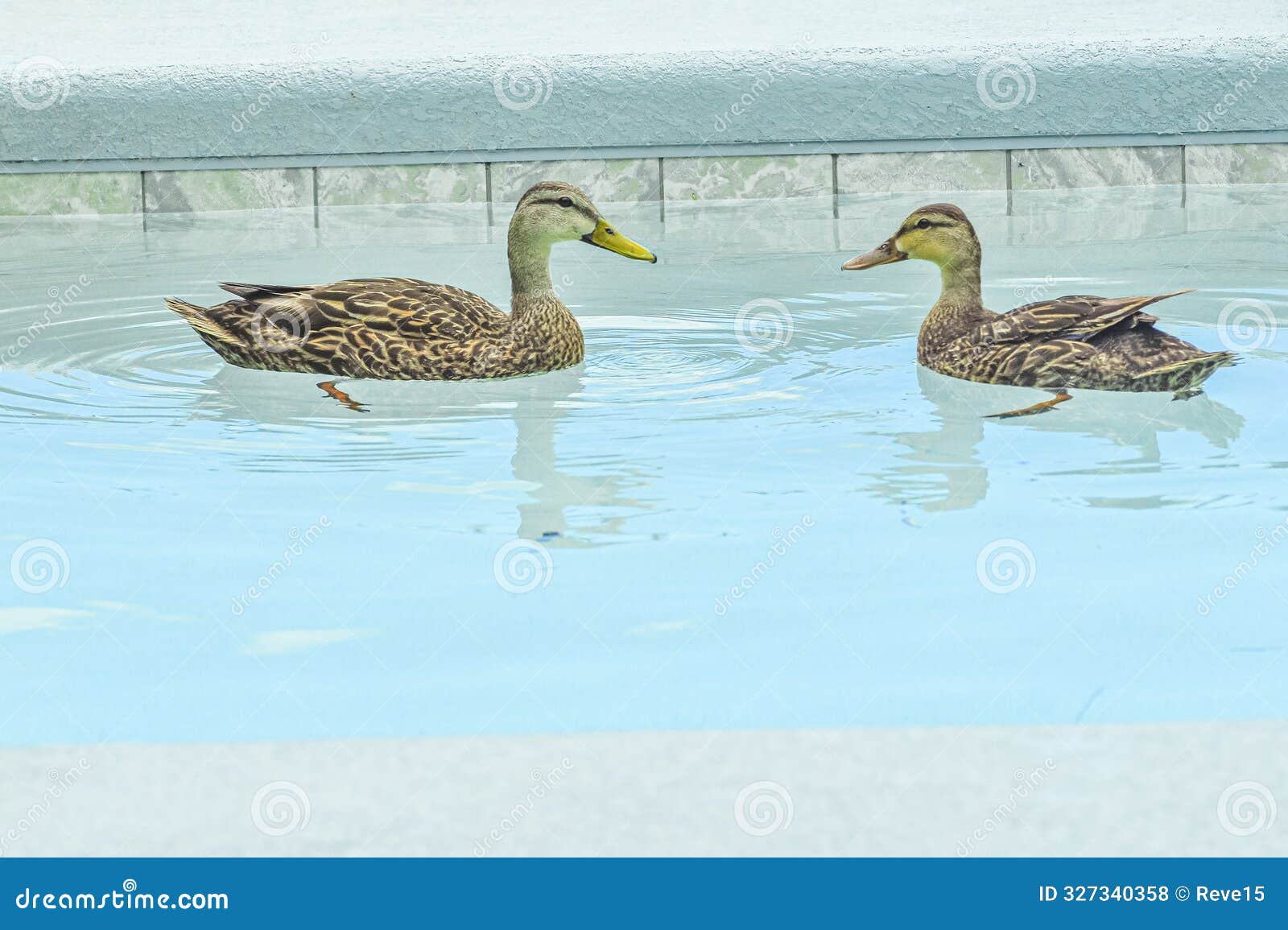 Pair of Mottle Ducks, Relaxing in a Private, Tropical Pool Stock Photo ...
