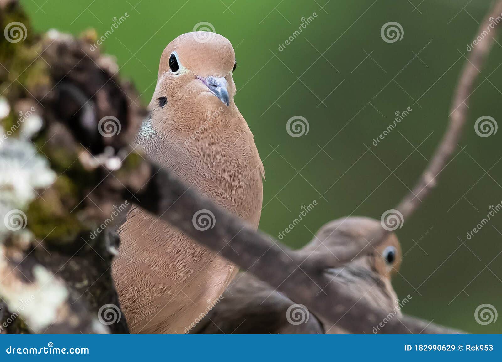Pair of Mourning Doves Perched in a Tree Stock Image - Image of perched ...