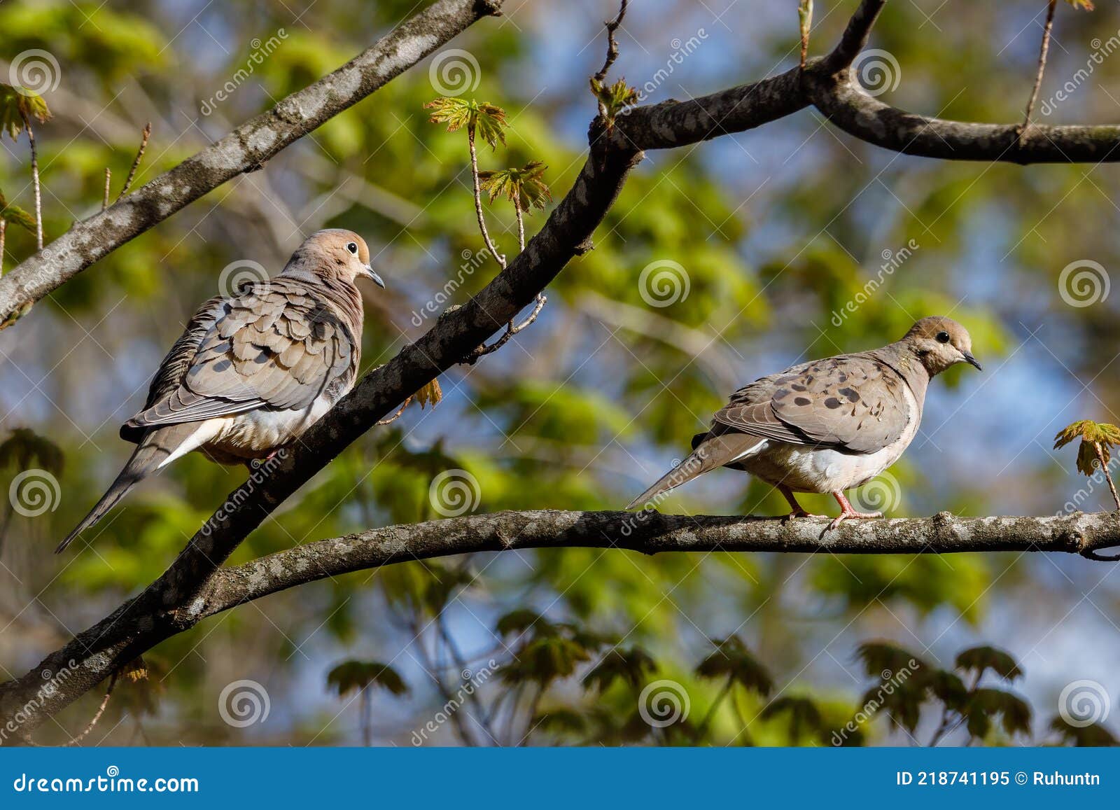 Doves On A Limb Royalty-Free Stock Photography | CartoonDealer.com #1459283