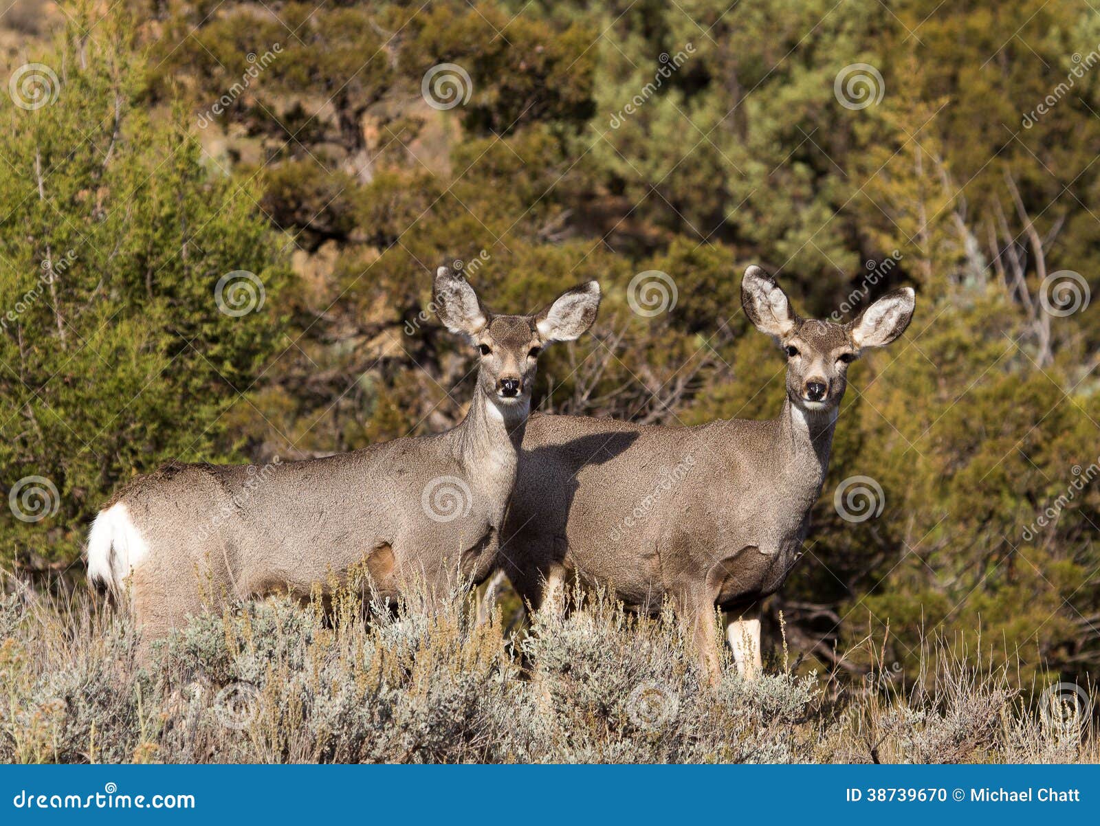 Pair of Mule Deer stock photo. Image of rocky, environment - 38739670