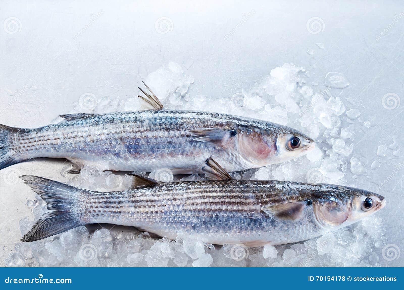 Pair of Mullet Fish in Ice with Copy Space Stock Photo - Image of fresh ...