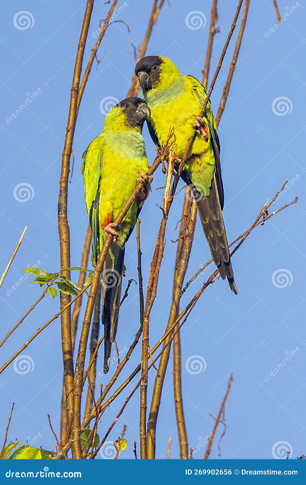 Pair of Nanday Conures in a Tree Stock Photo - Image of nature ...