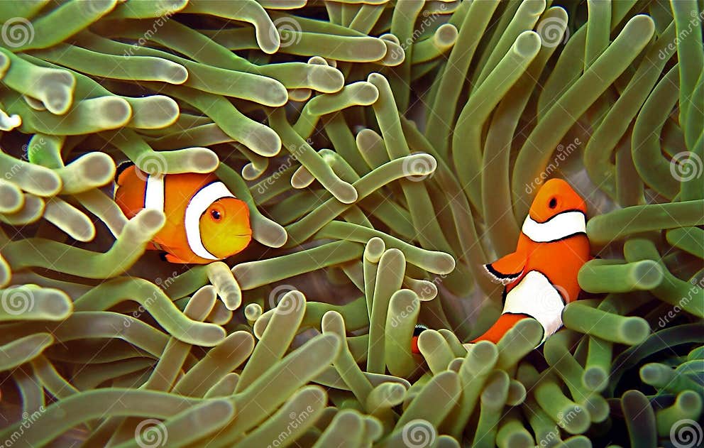Pair Nemos stock photo. Image of fish, ocean, clownfish - 6818928