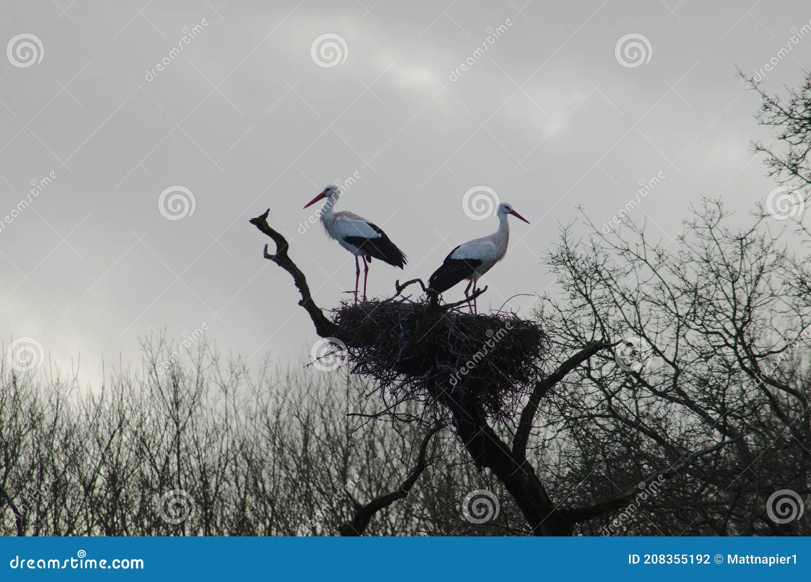 Nesting Storks High in Tree Stock Photo - Image of rare, view: 208355192