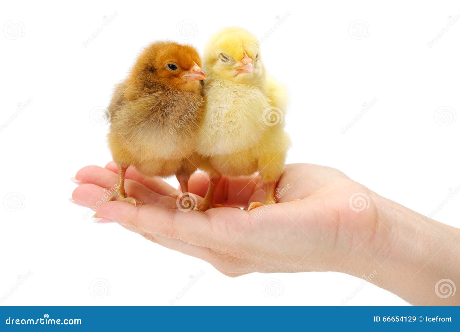 Pair of Newborn Chickens Standing in Human Hand Stock Image - Image of ...