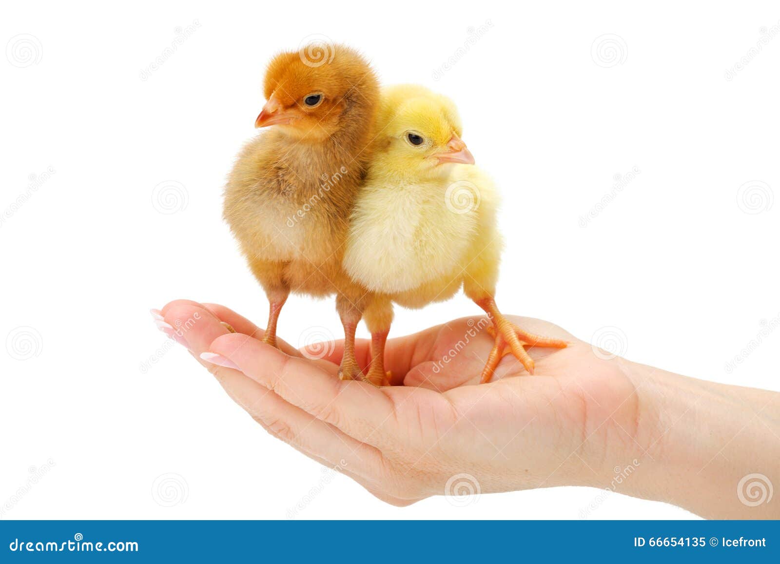 Pair of Newborn Chickens Standing in Human Hand Stock Image - Image of ...