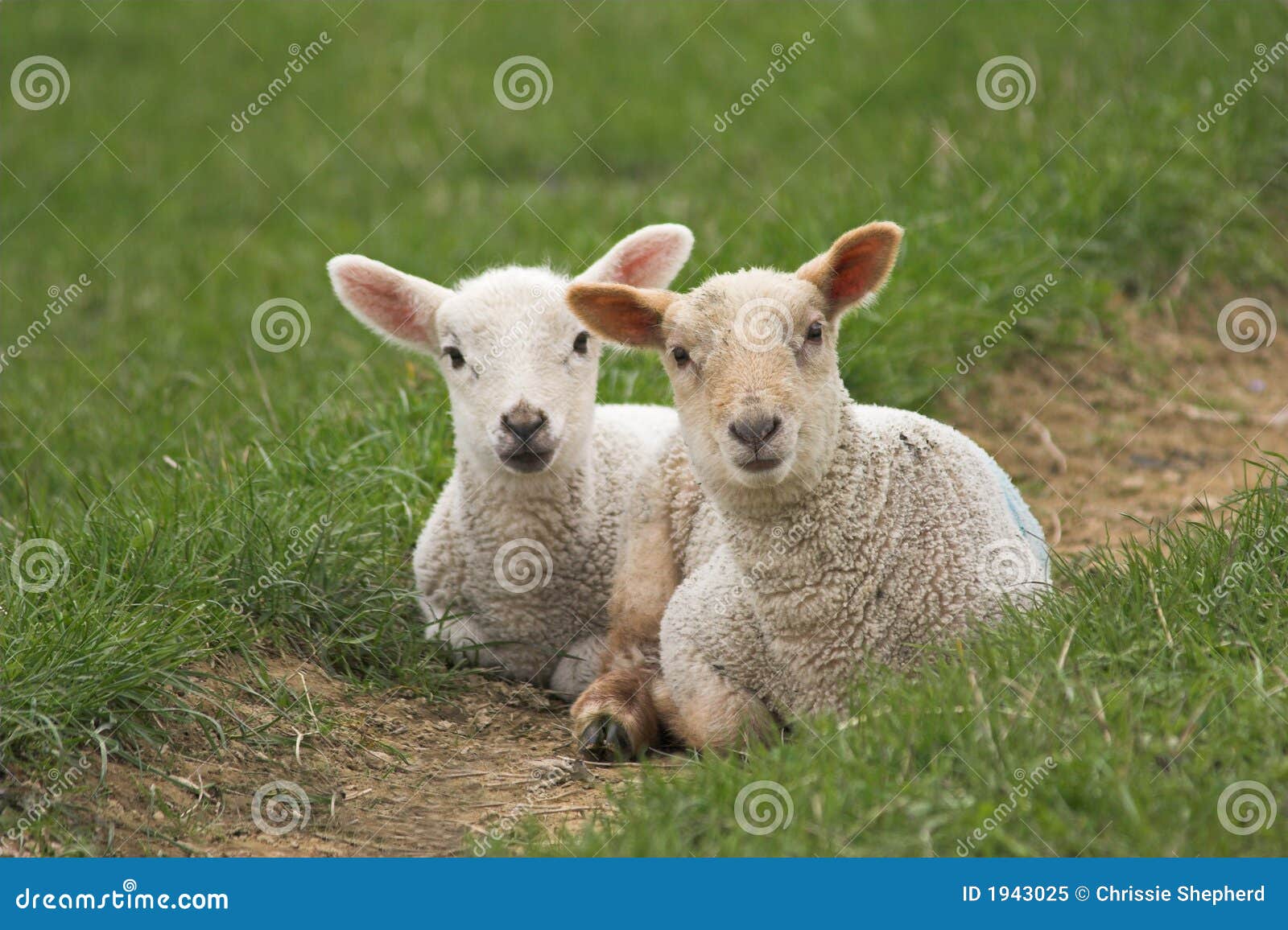A pair of newborn lambs stock image. Image of sheep, outdoor - 1943025