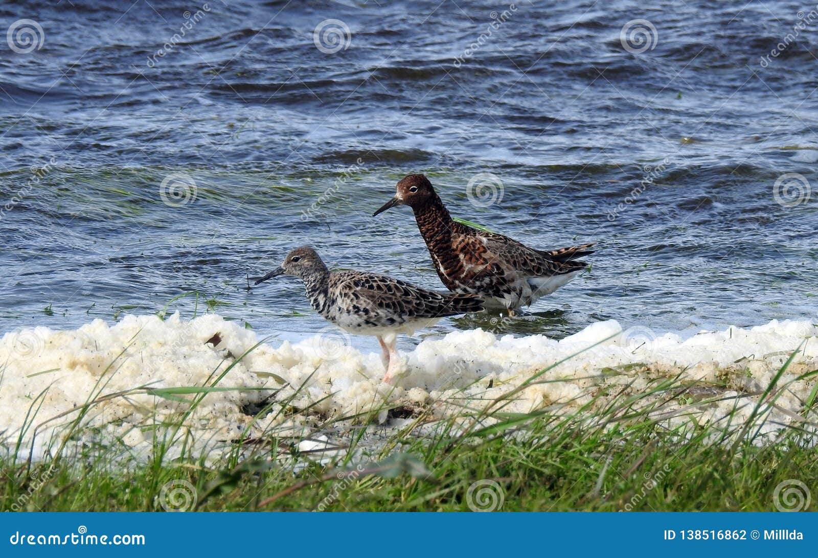 Beautiful Bird in Flood Field, Lithuania Stock Photo - Image of ...