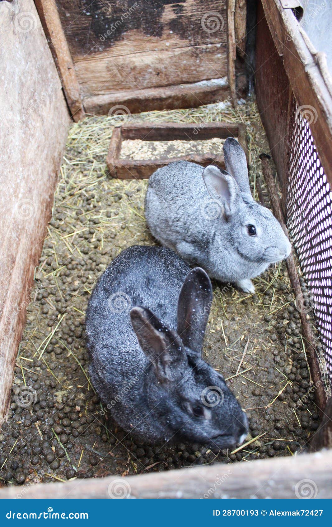 Pair of Nice Rabbits Behind a Bar Stock Image - Image of female, grey ...