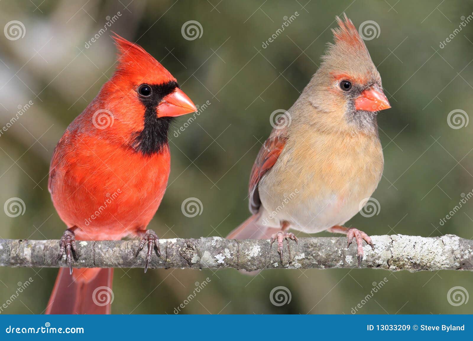 Pair of Northern Cardinals stock image. Image of wild - 13033209