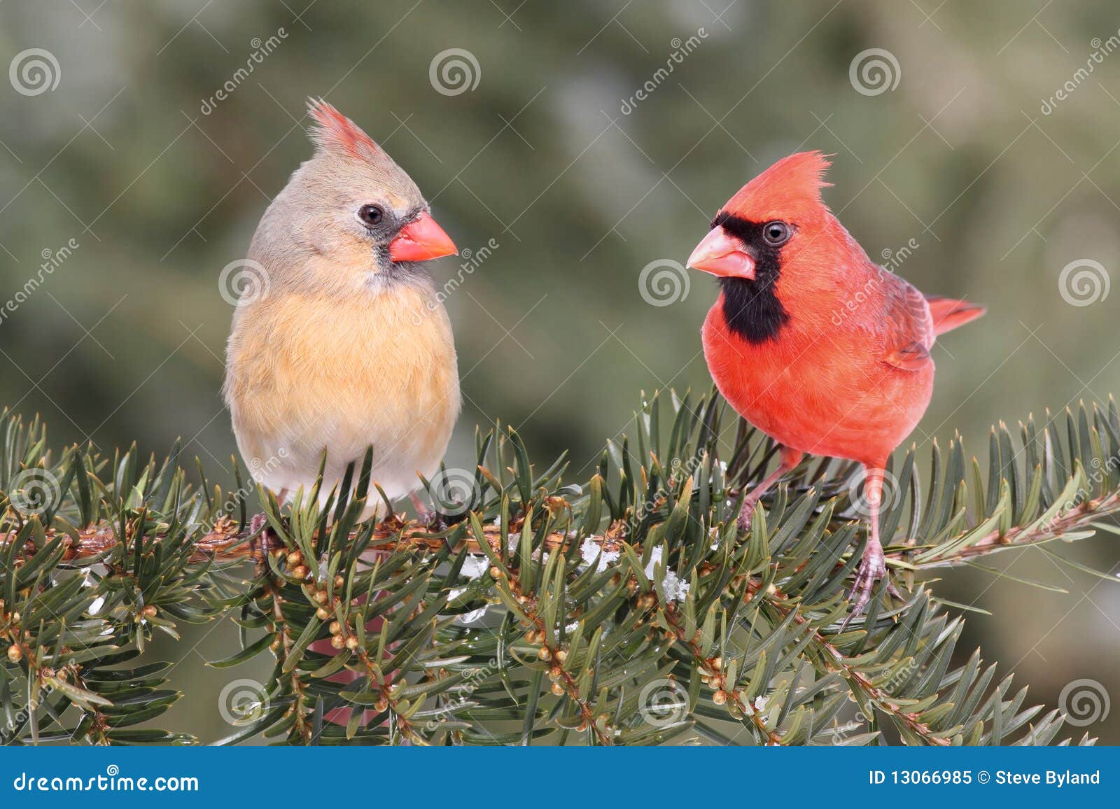 Pair of Northern Cardinals stock image. Image of birds - 13066985