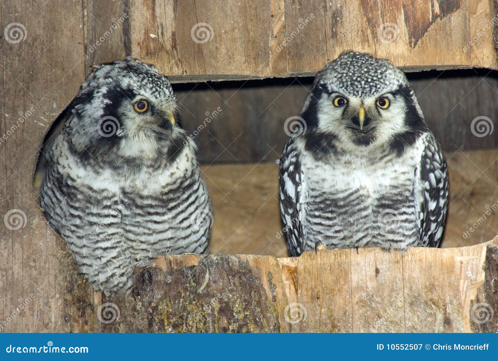 Pair of Northern Hawk Owls stock image. Image of beaks - 10552507