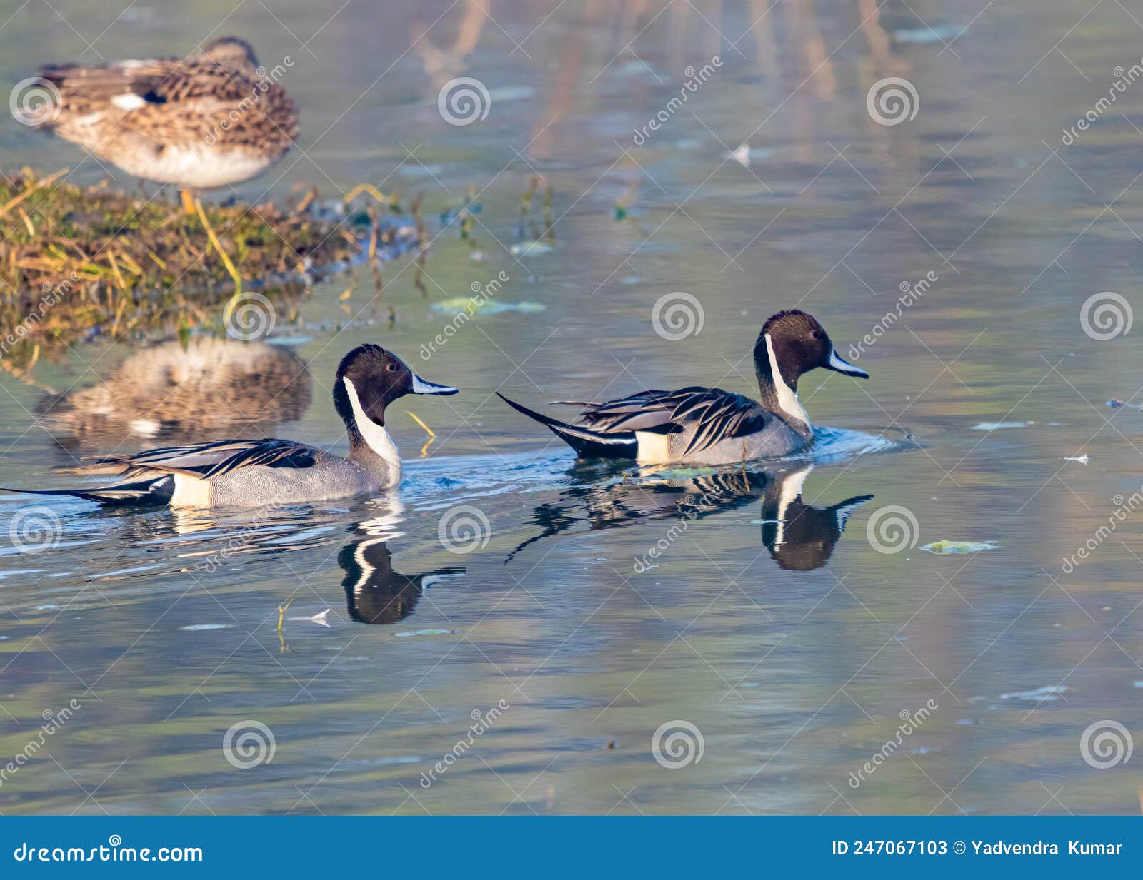 Drake Head Pin Tail Stock Photos - Free & Royalty-Free Stock Photos ...