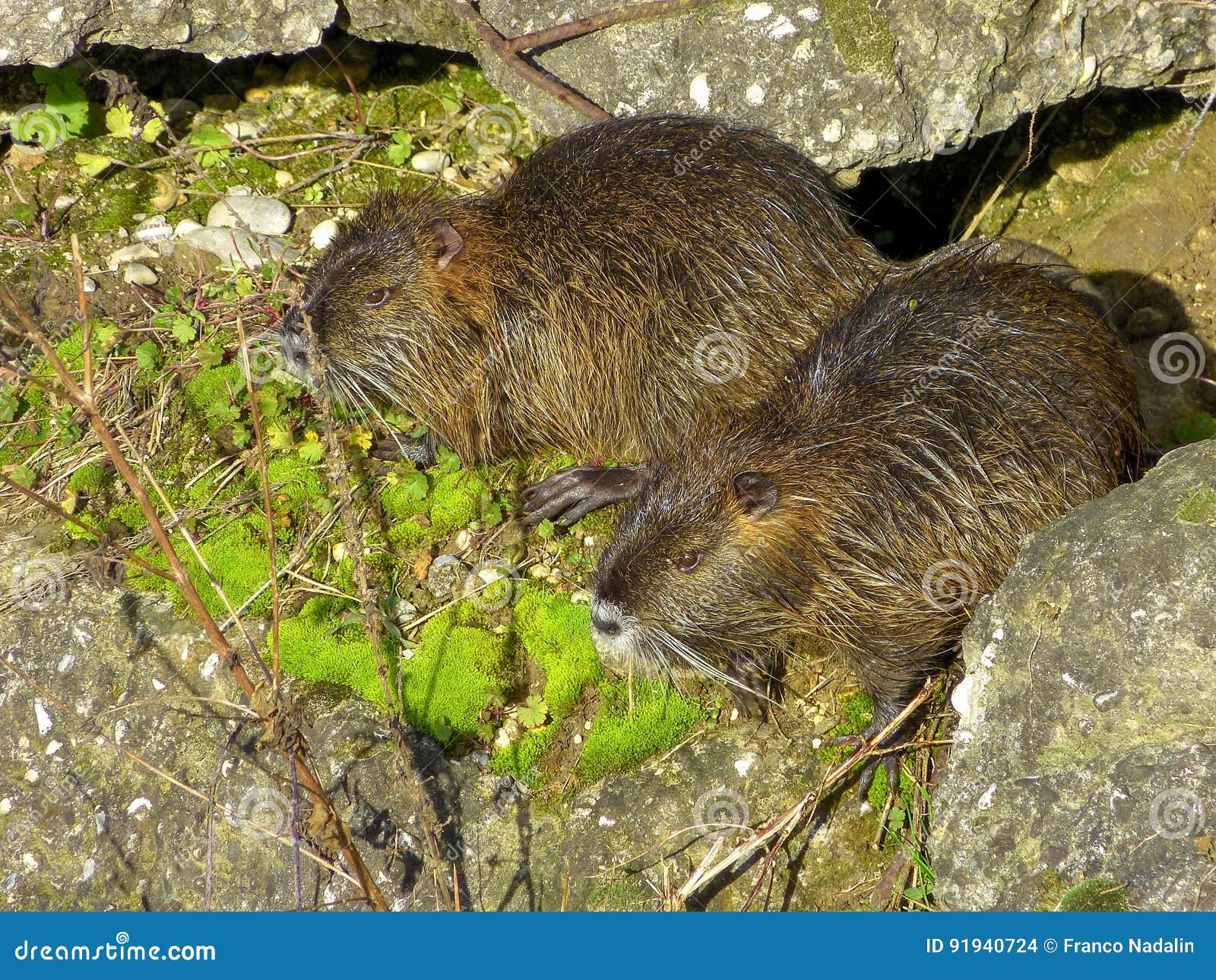 Pair Of Coypus, Myocastor Coypus, Sitting In Water And Washing Fur ...