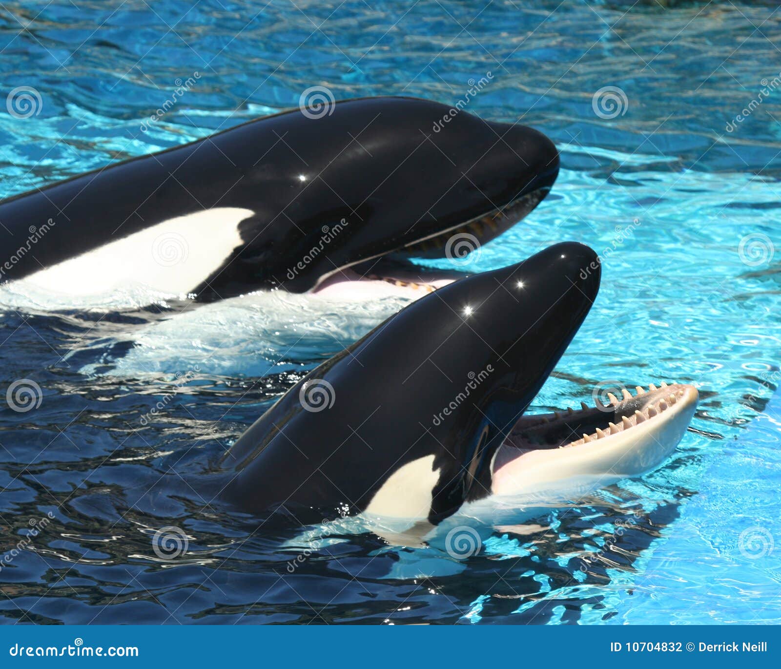 A Pair of Oceanarium Killer Whales Editorial Photography - Image of ...