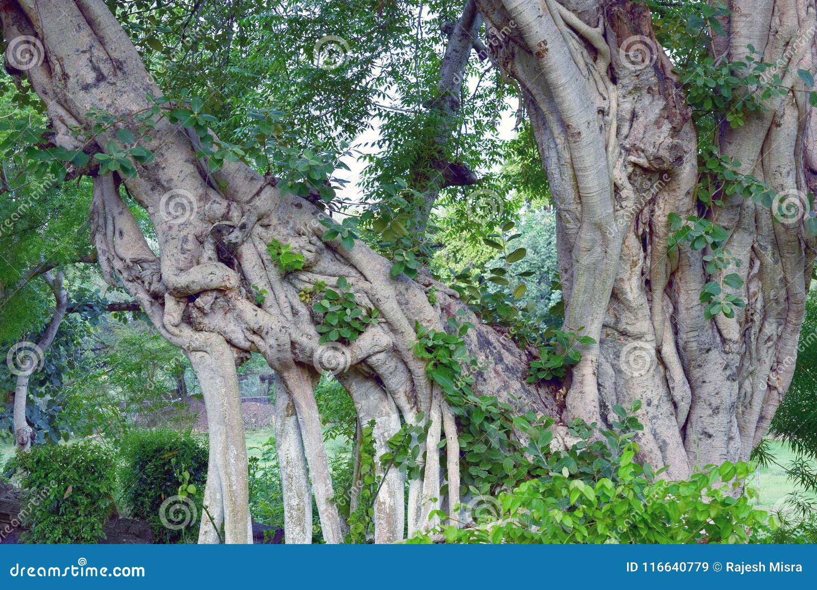 Old gnarly trees stock image. Image of crooked, nature - 116640779