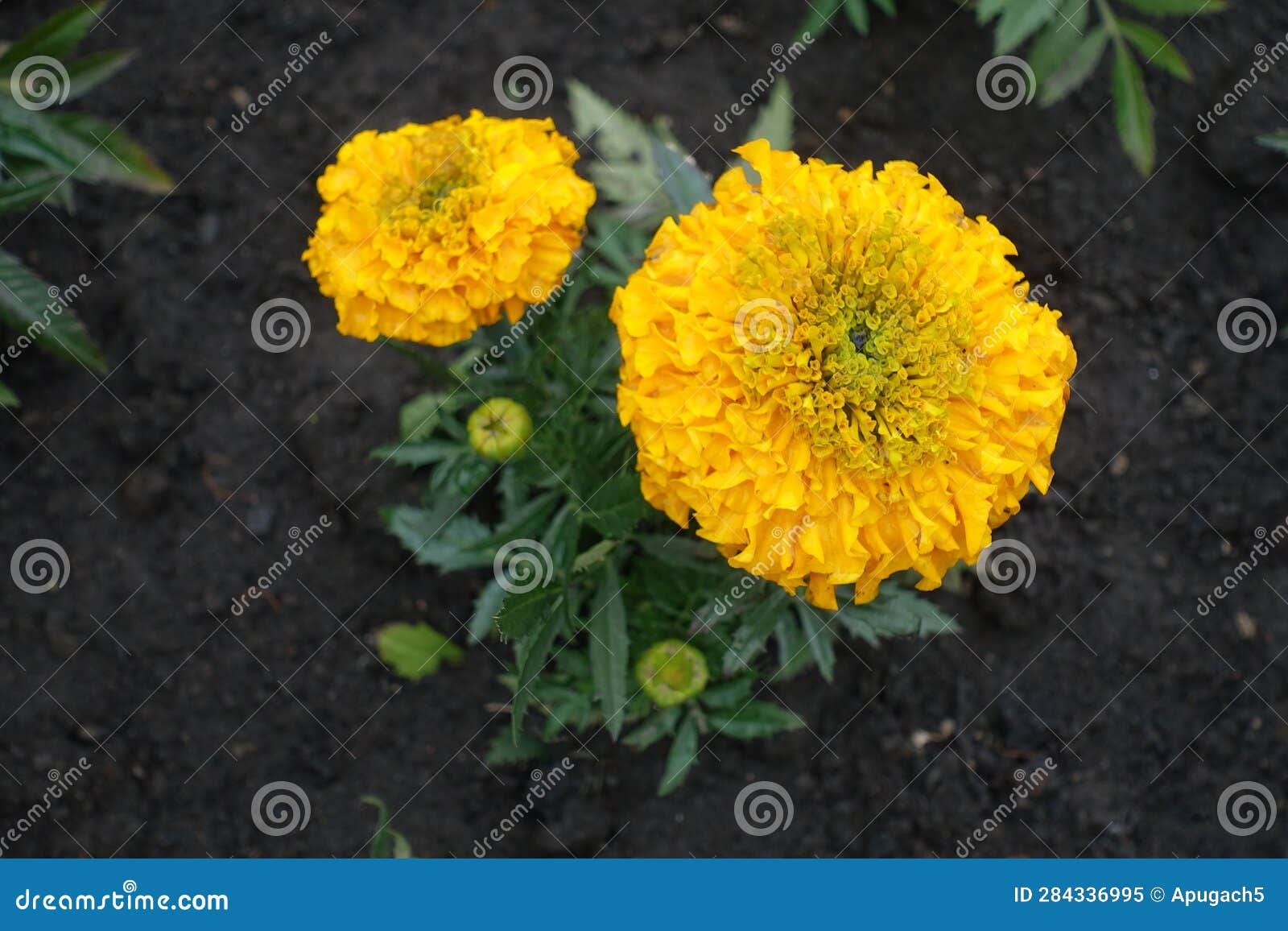 Pair of Orange Flowers of Tagetes Erecta Stock Image - Image of african ...