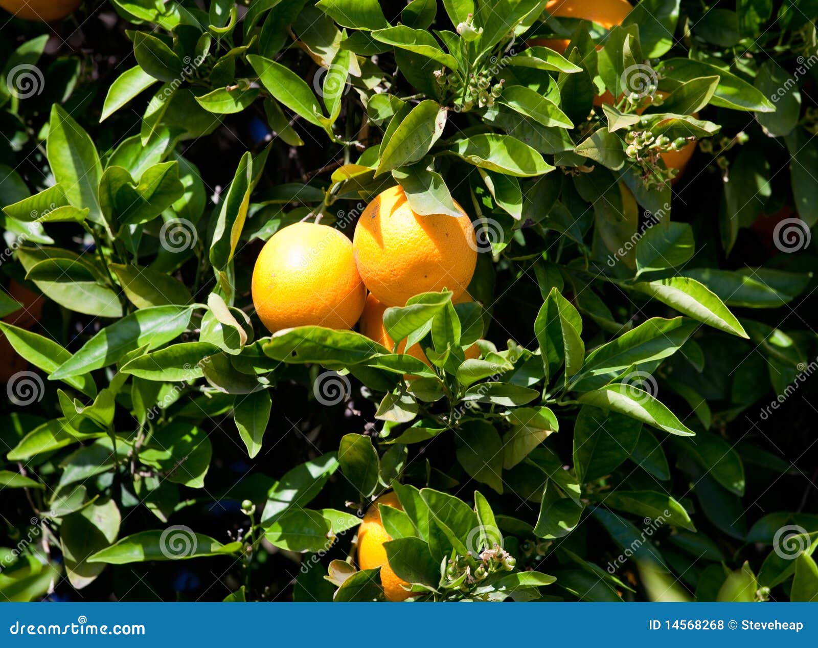 Pair of Oranges in tree stock photo. Image of fruit, branch - 14568268