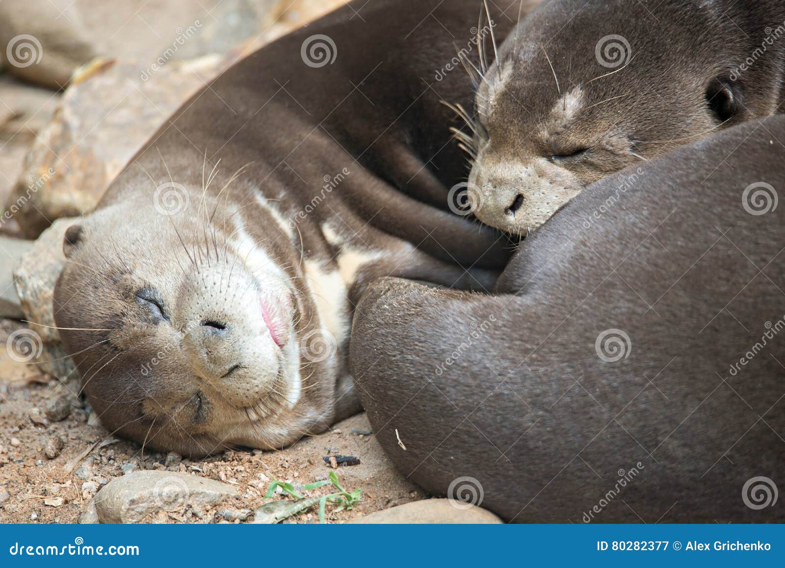 A Pair of Oriental Short-Clawed Otters Cuddling Stock Image - Image of ...