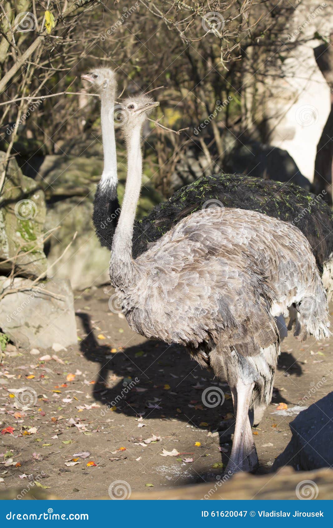 A Pair of Ostrich, Struthio Camelus Stock Image - Image of male ...