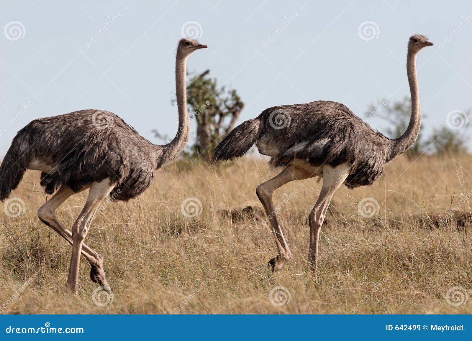 Pair of ostriches running stock image. Image of avian, runner - 642499
