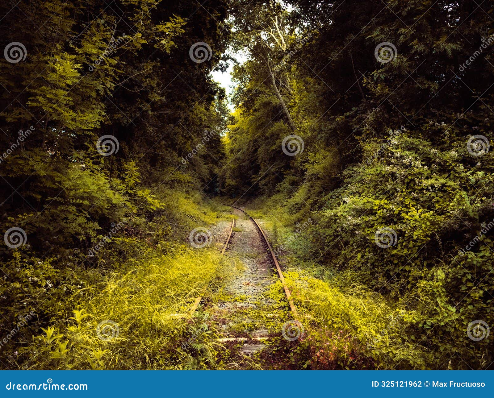 Overgrown Railroad Tracks through Dense Forest on a Sunny Day Stock ...