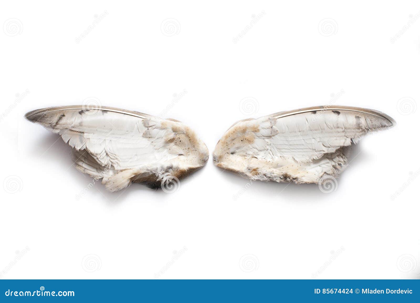 Pair of owl wings stock photo. Image of moth, birds, wing - 85674424