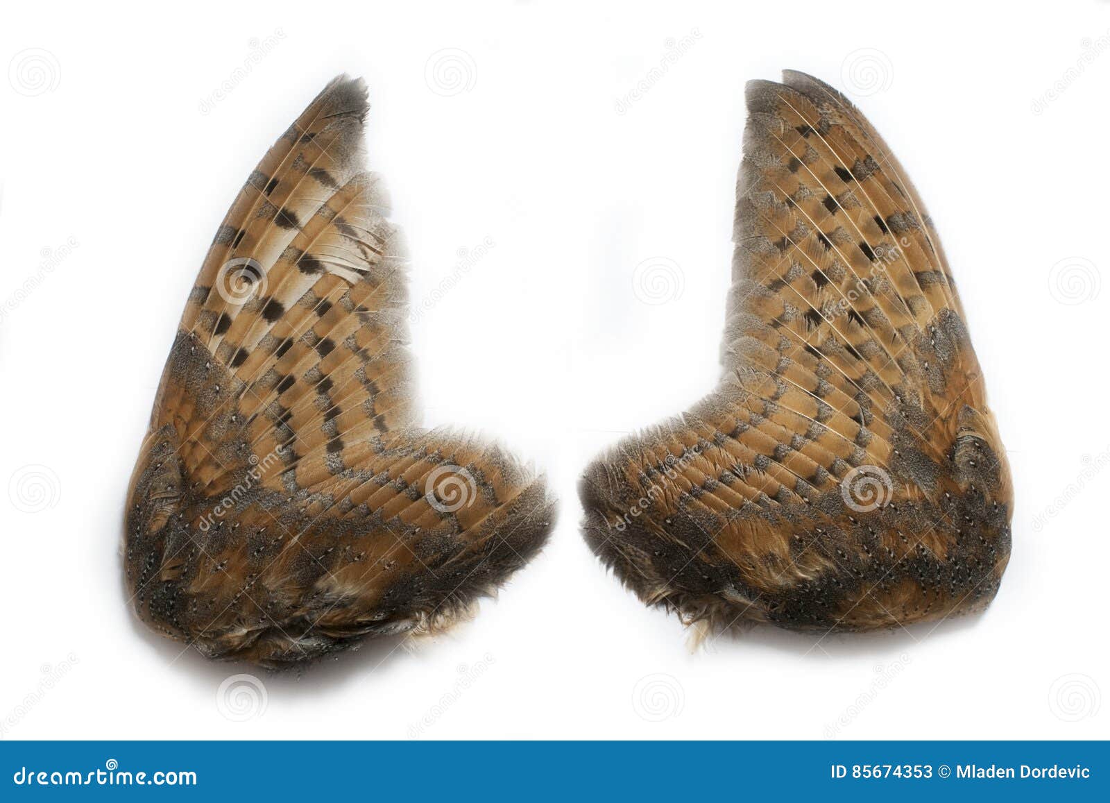 Pair of owl wings stock image. Image of outer, birds - 85674353