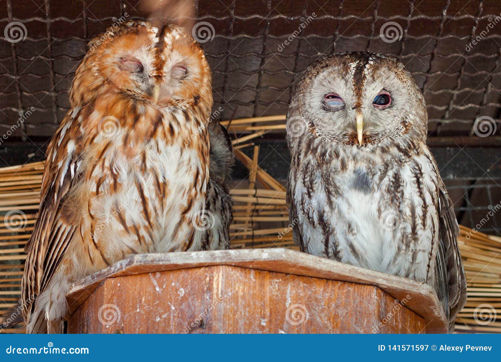 Pair of owls stock image. Image of birds, night, natural - 141571597
