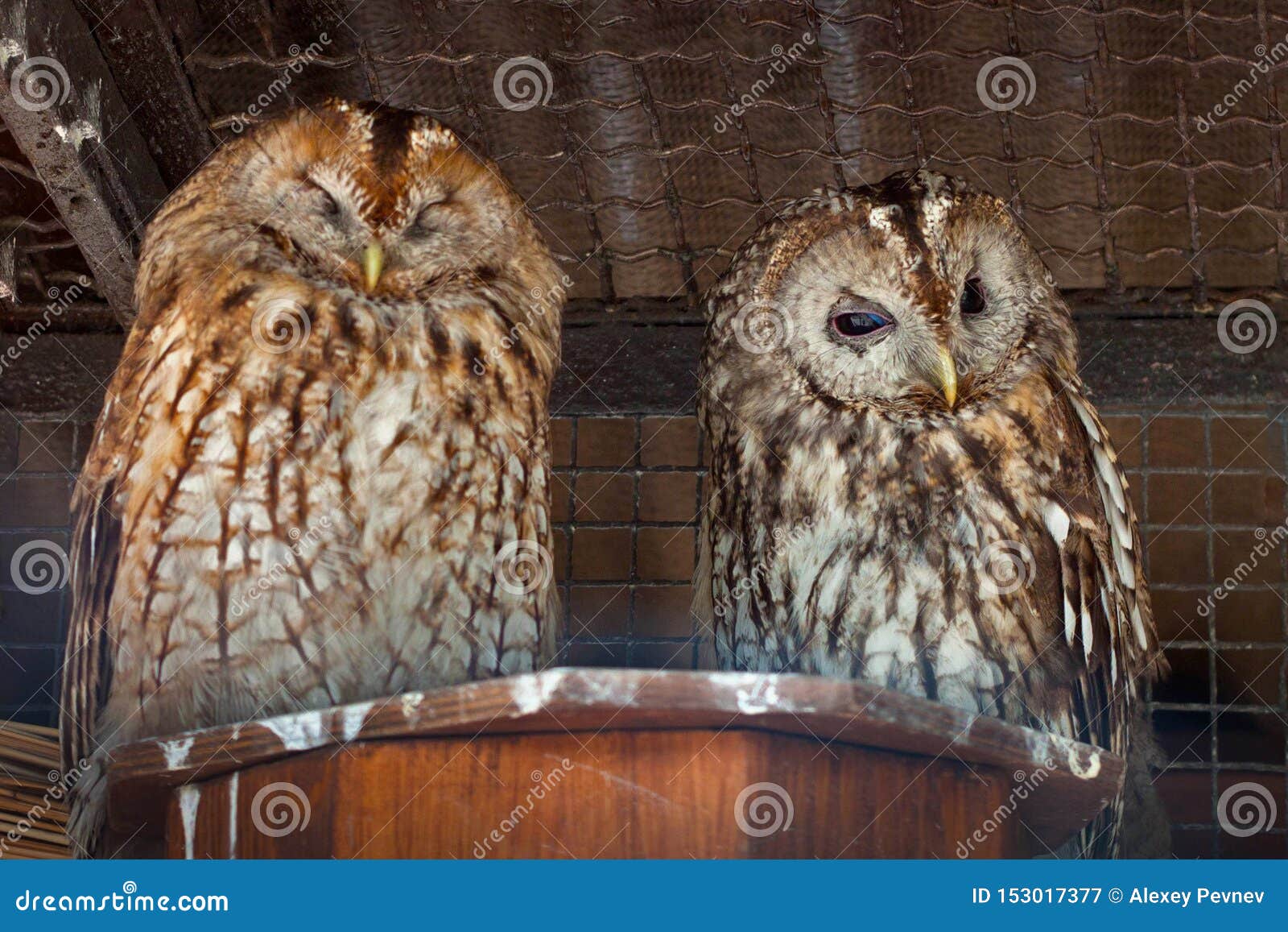 Pair of owls in the zoo stock image. Image of pair, birds - 153017377