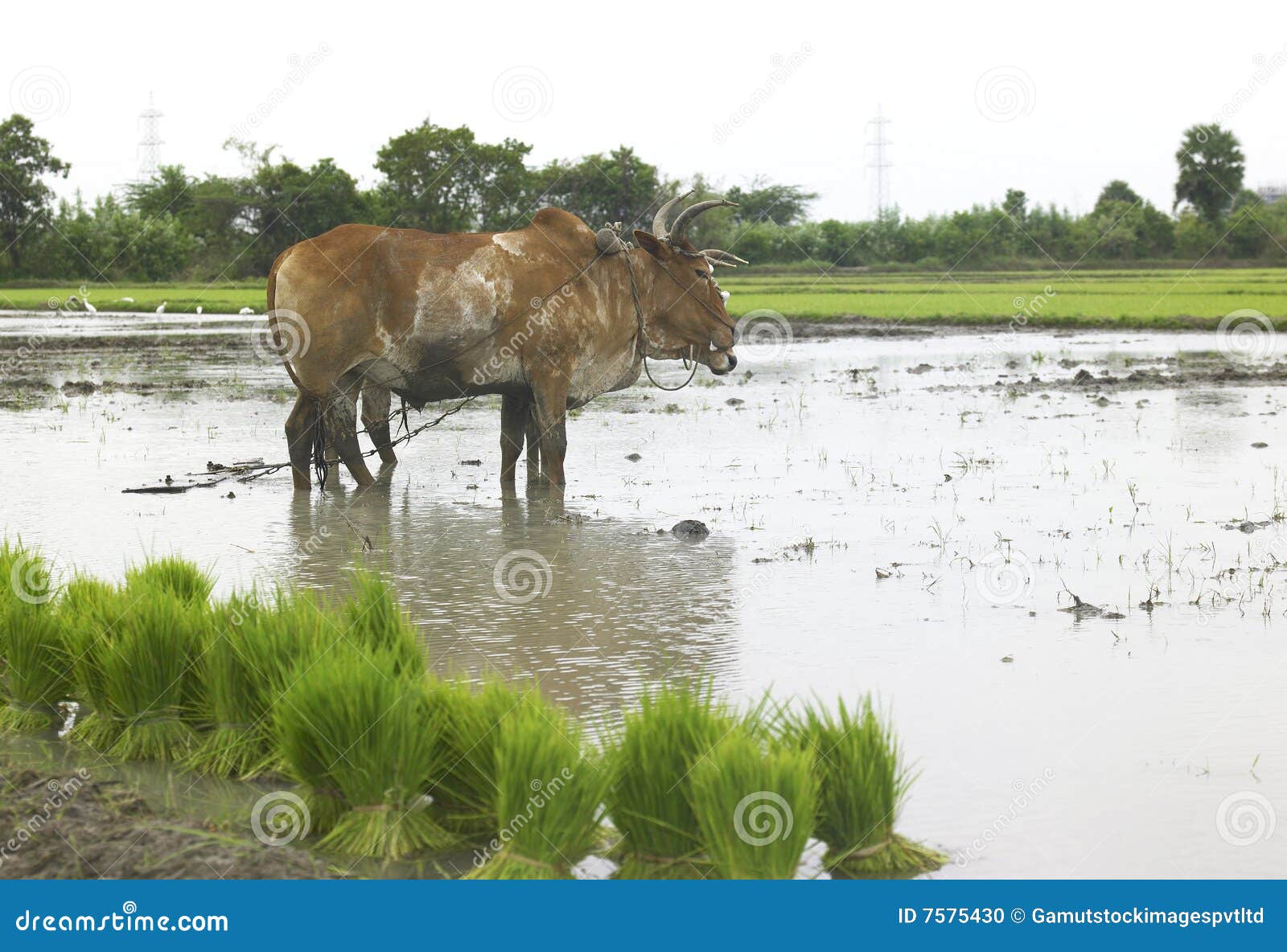 Pair of Ox Working in a Paddy Field Stock Photo - Image of plant, field ...