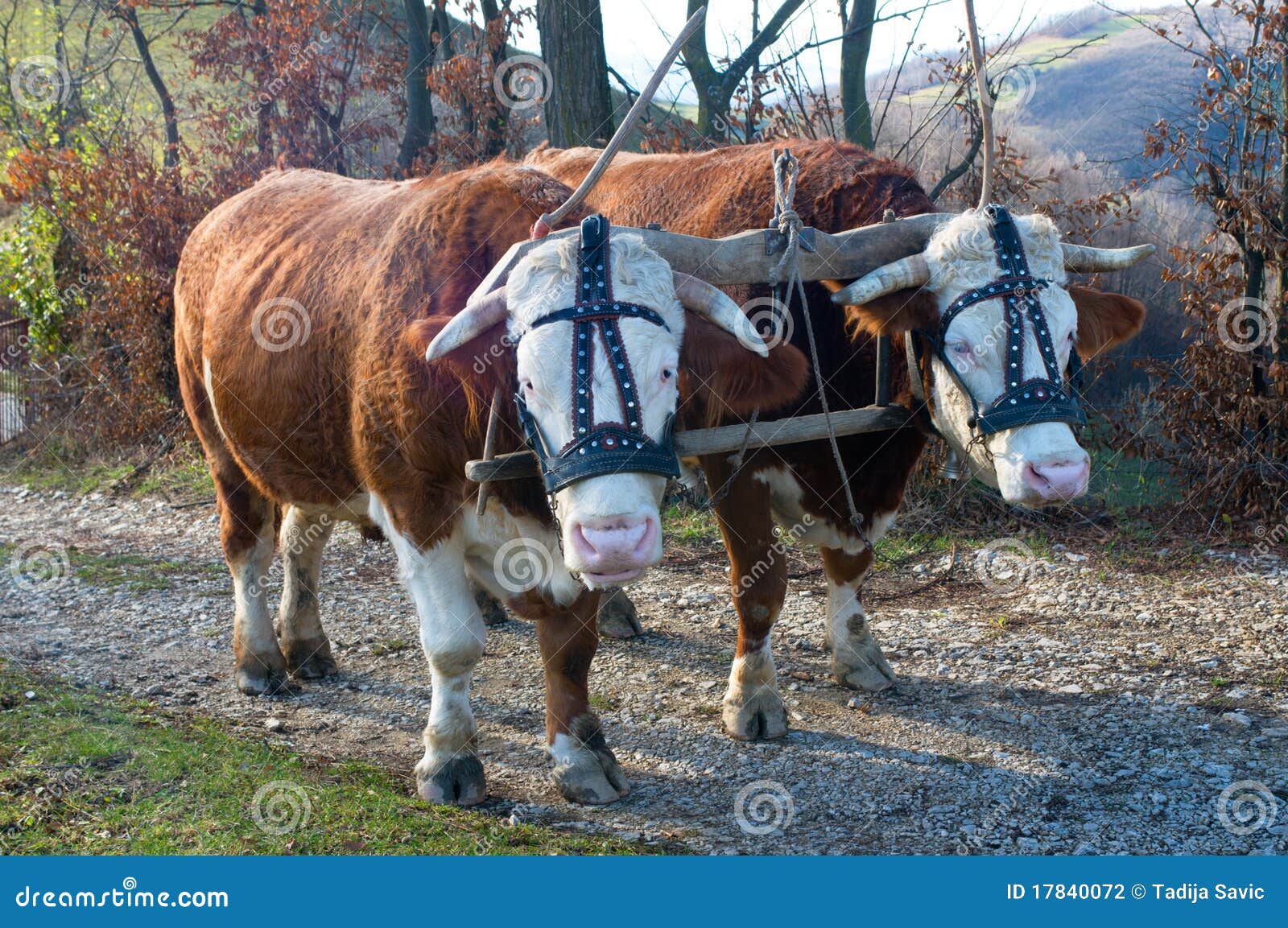 Pair of oxen stock photo. Image of horn, pair, village - 17840072