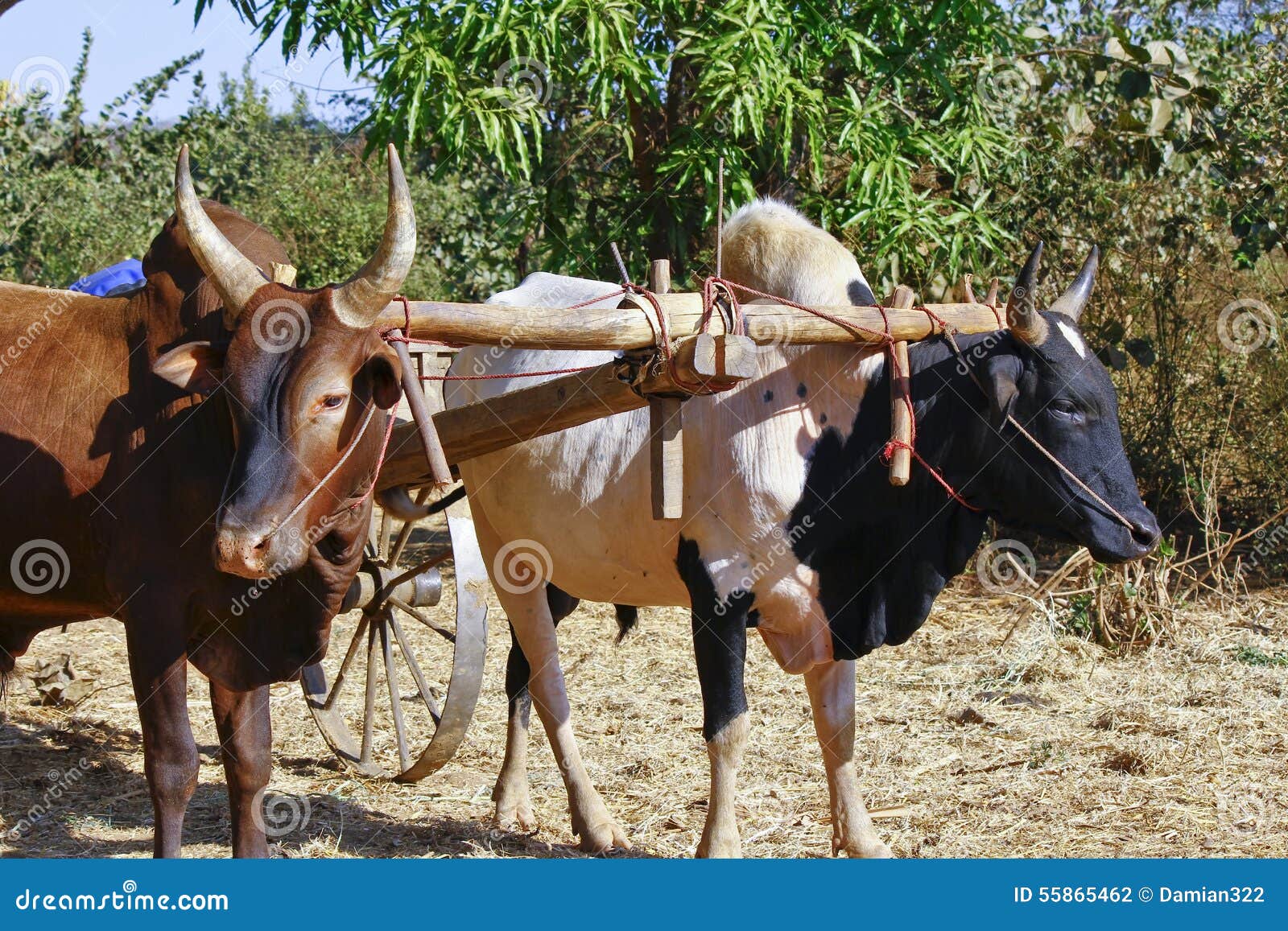 Pair Of Oxen In A Wooden Yoke For Pulling Cart Stock Photo - Image ...