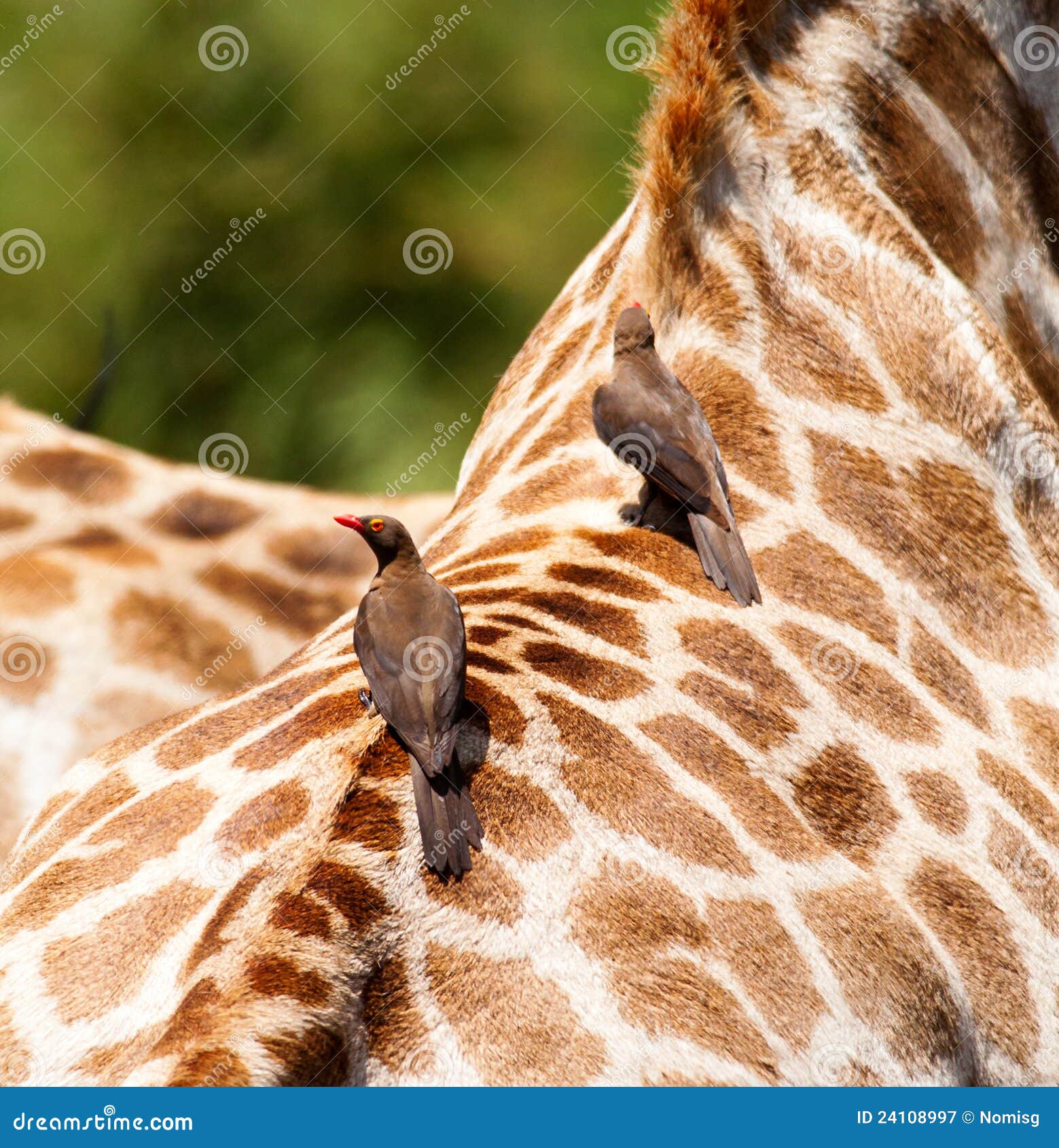 Pair of Oxpeckers and Giraffe Stock Image - Image of africa, buphagus ...