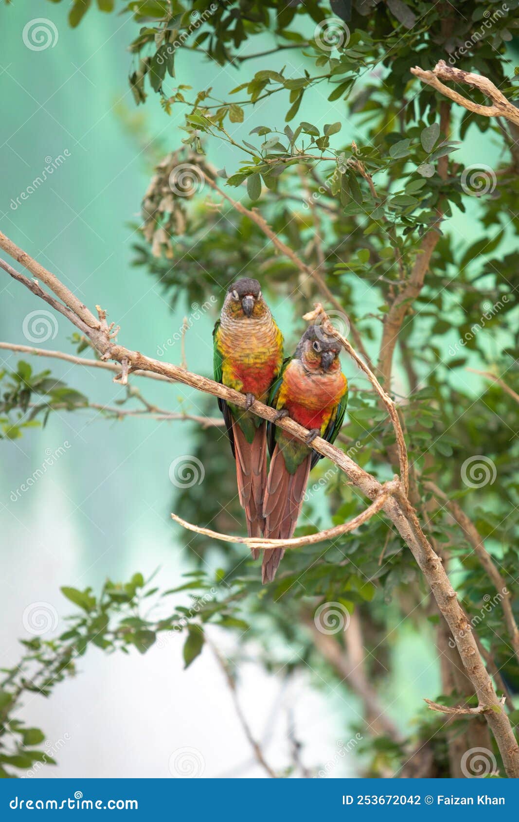 Pair of the Painted Parakeets or Painted Conures Stock Photo - Image of ...