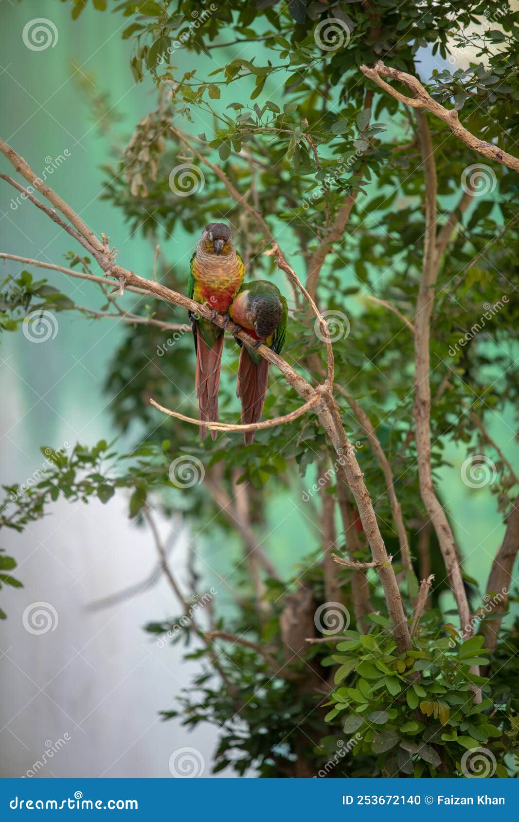 Pair of the Painted Parakeets or Painted Conures Stock Photo - Image of ...