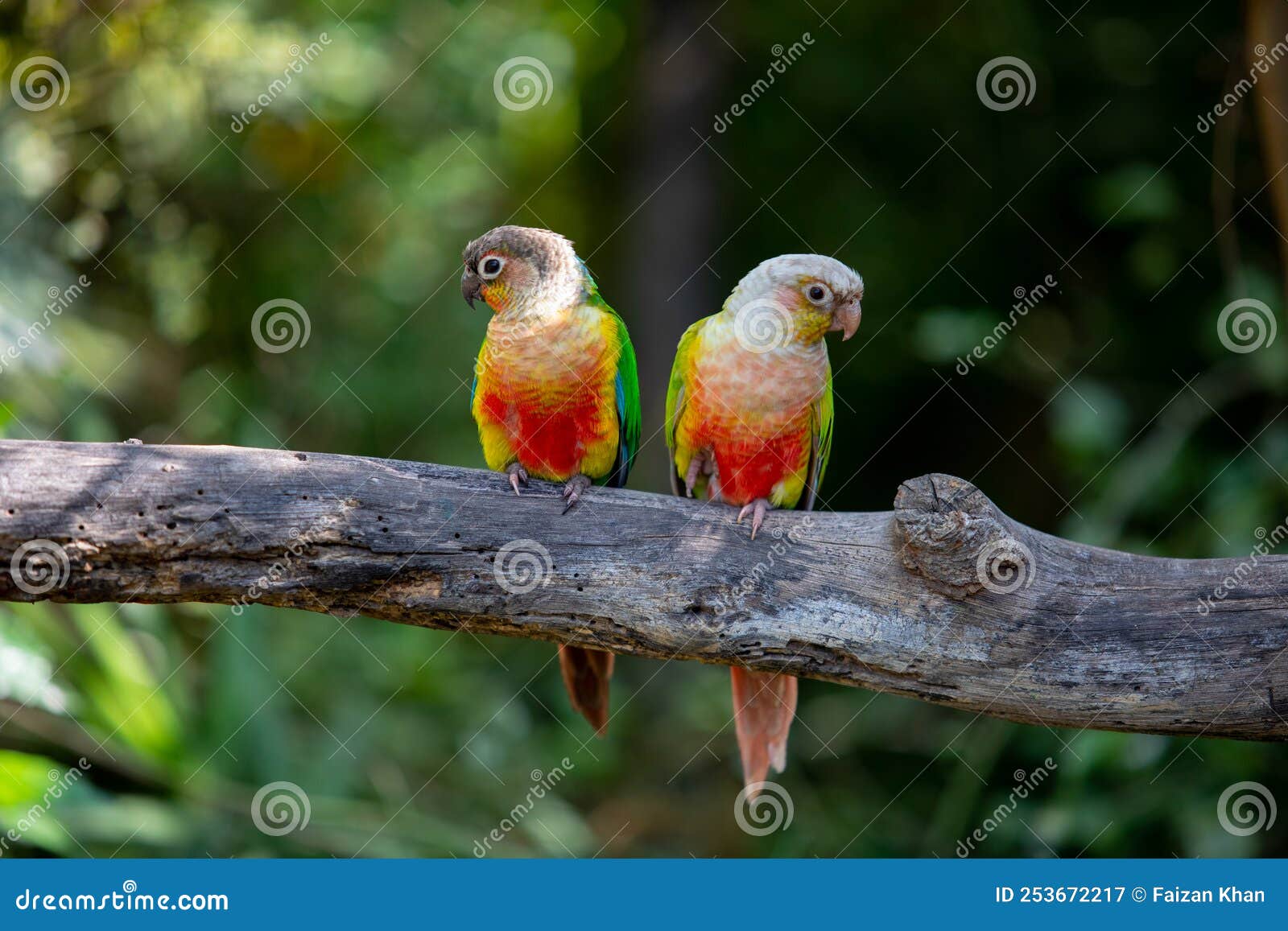 Pair of the Painted Parakeets or Painted Conures Stock Image - Image of ...
