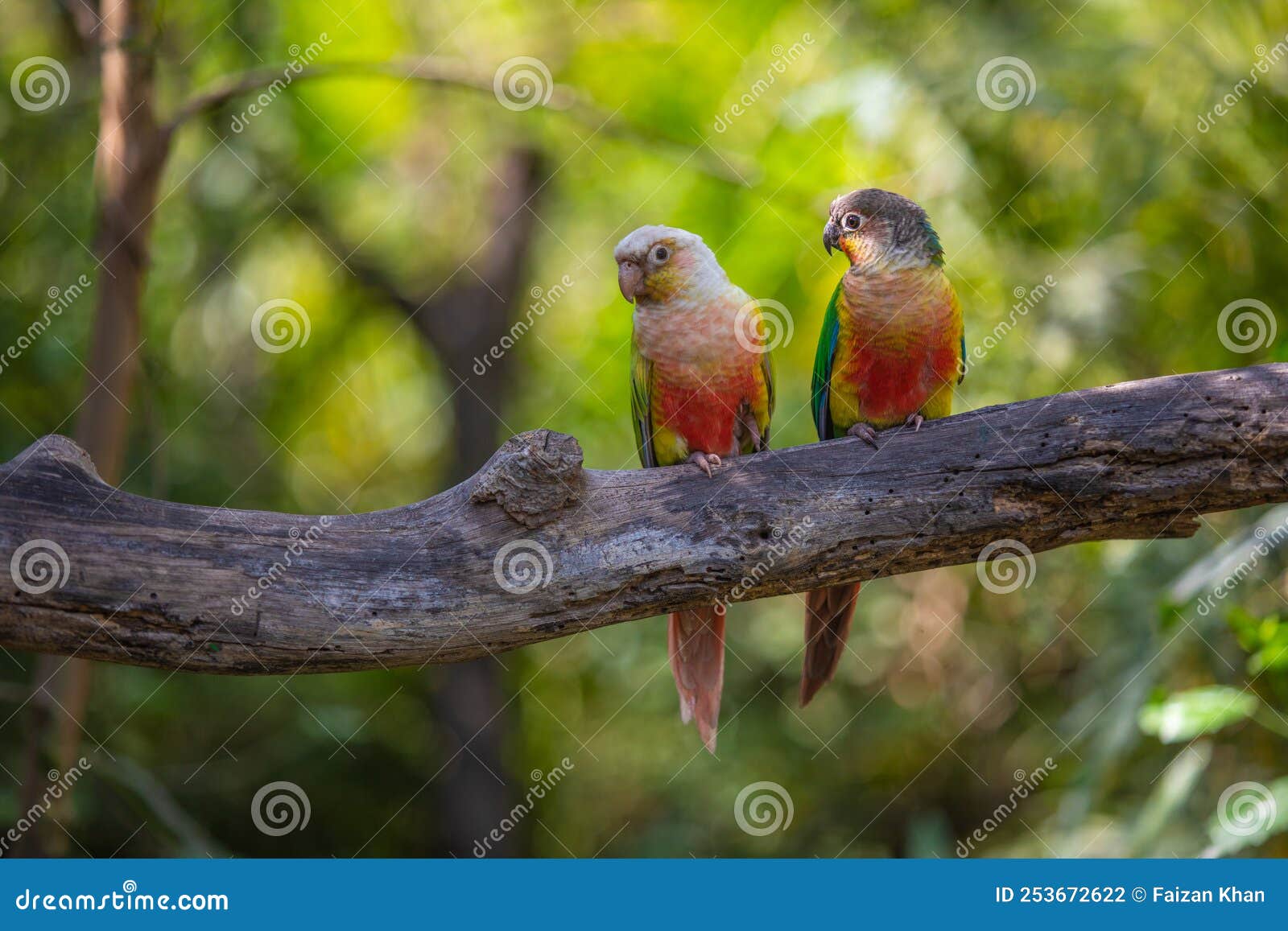 Pair of the Painted Parakeets or Painted Conures Stock Photo - Image of ...