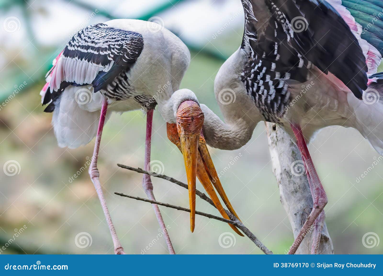 Pair of Painted Stork, Mycteria Leucocephala Stock Photo - Image of ...