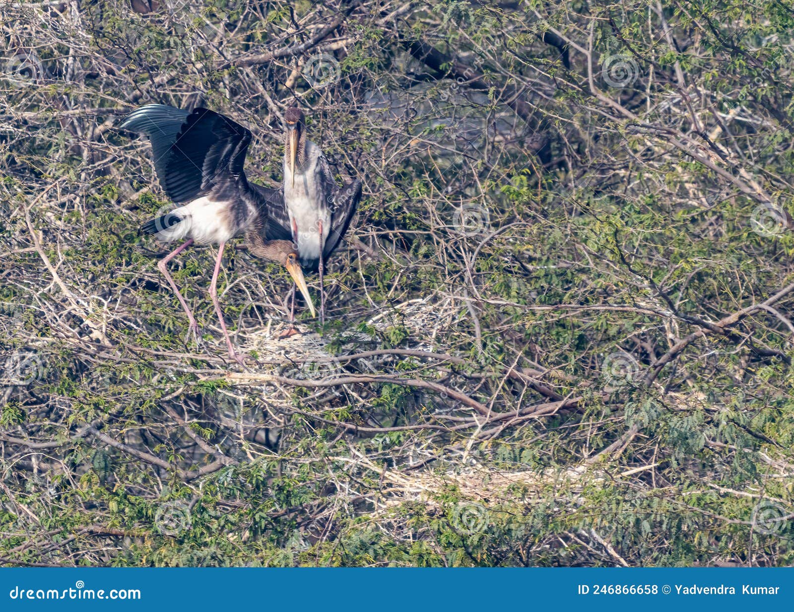 A Pair of Painted Stork in Nest Stock Photo - Image of colourful, bird ...